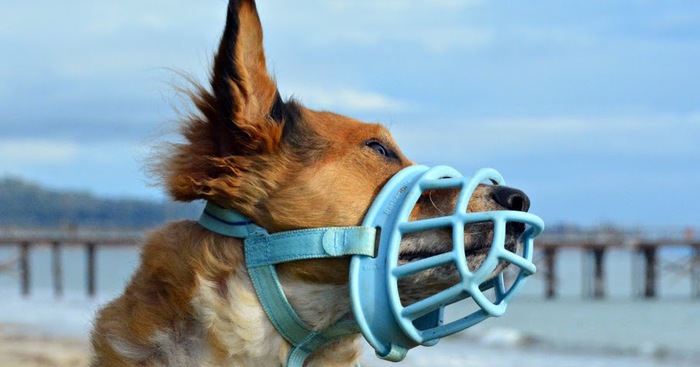 BOZAL: USO Y CONSIDERACIONES IMPORTANTES :: CONCIENCIA Etología Clínica ...